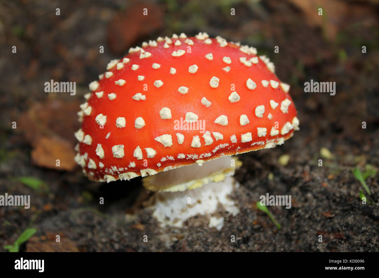 Fly Agaric Amanita muscaria Stock Photo - Alamy