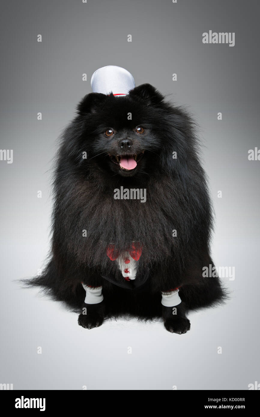spitz goom in wedding suit Stock Photo - Alamy
