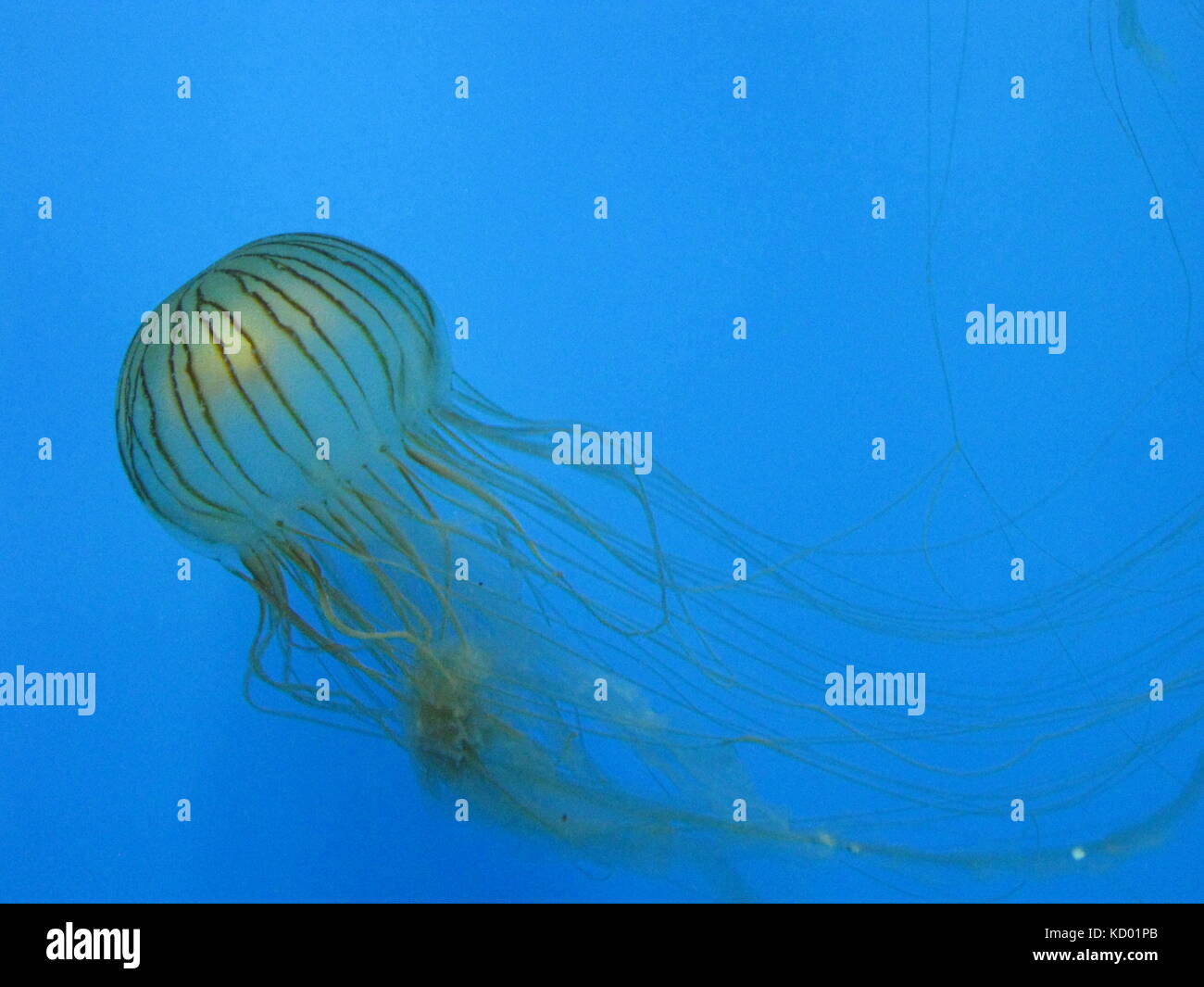 Aequorea Victoria jelly fish Stock Photo - Alamy