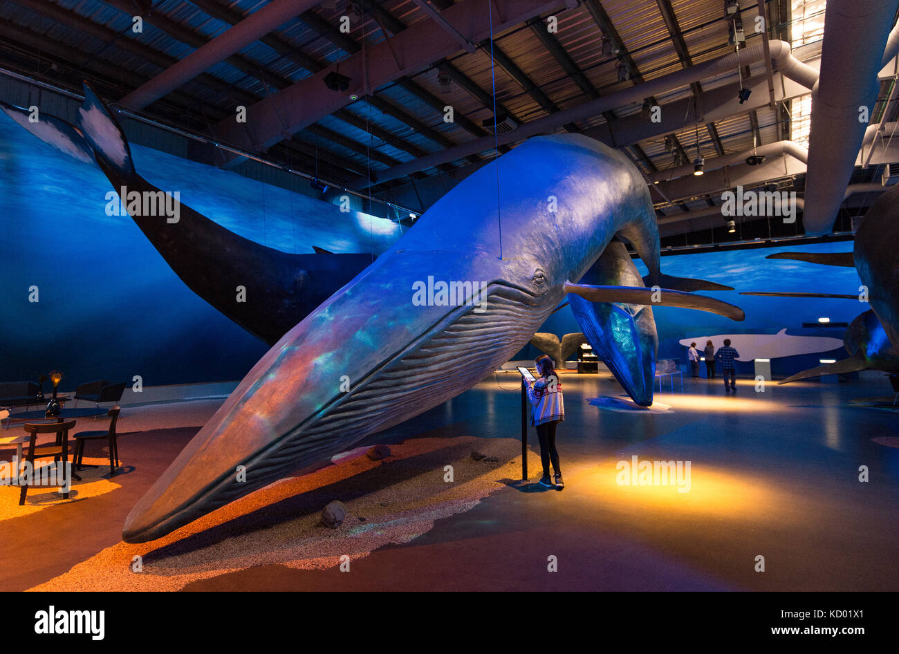 Whale museum hi-res stock photography and images - Alamy