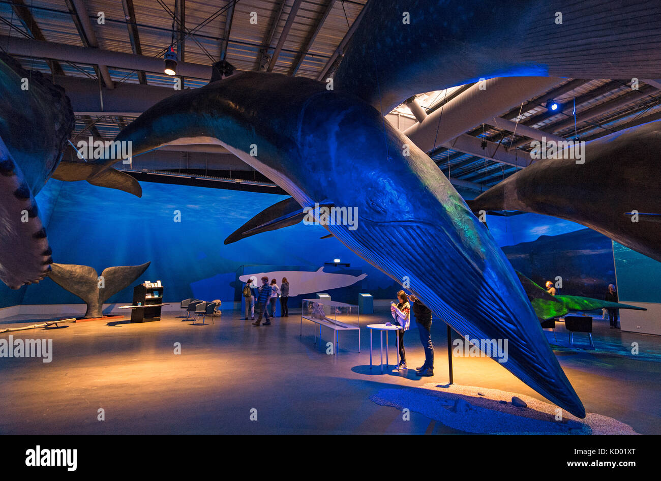 Blue Whale Life Sized Model High Resolution Stock Photography and ...