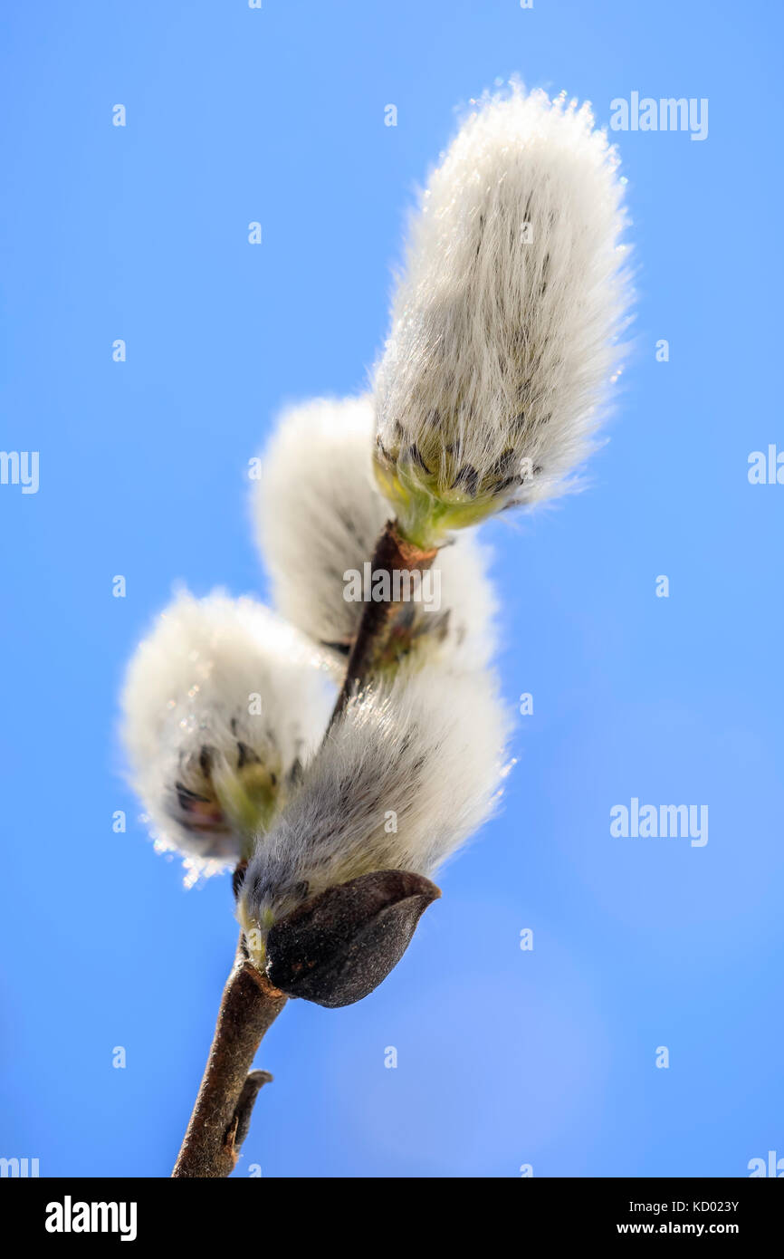 Pussy Willows in spring, Manitoba, Canada Stock Photo - Alamy