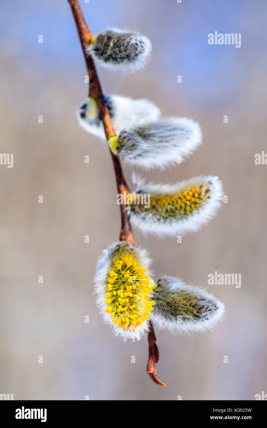 Pussy Willows in spring, Ontario, Canada Stock Photo - Alamy