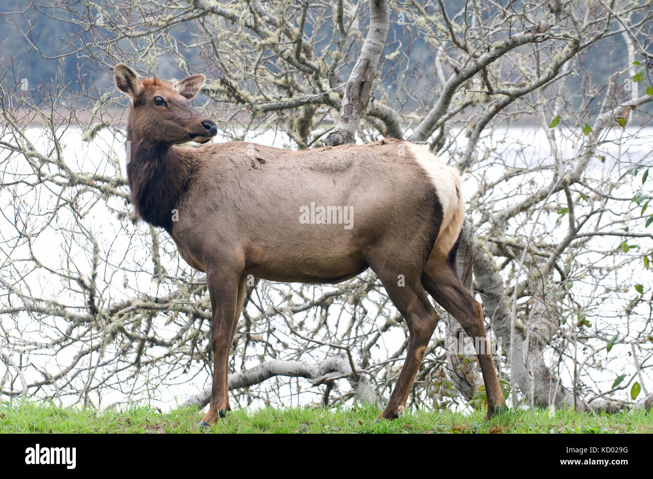 Full doe hi-res stock photography and images - Alamy