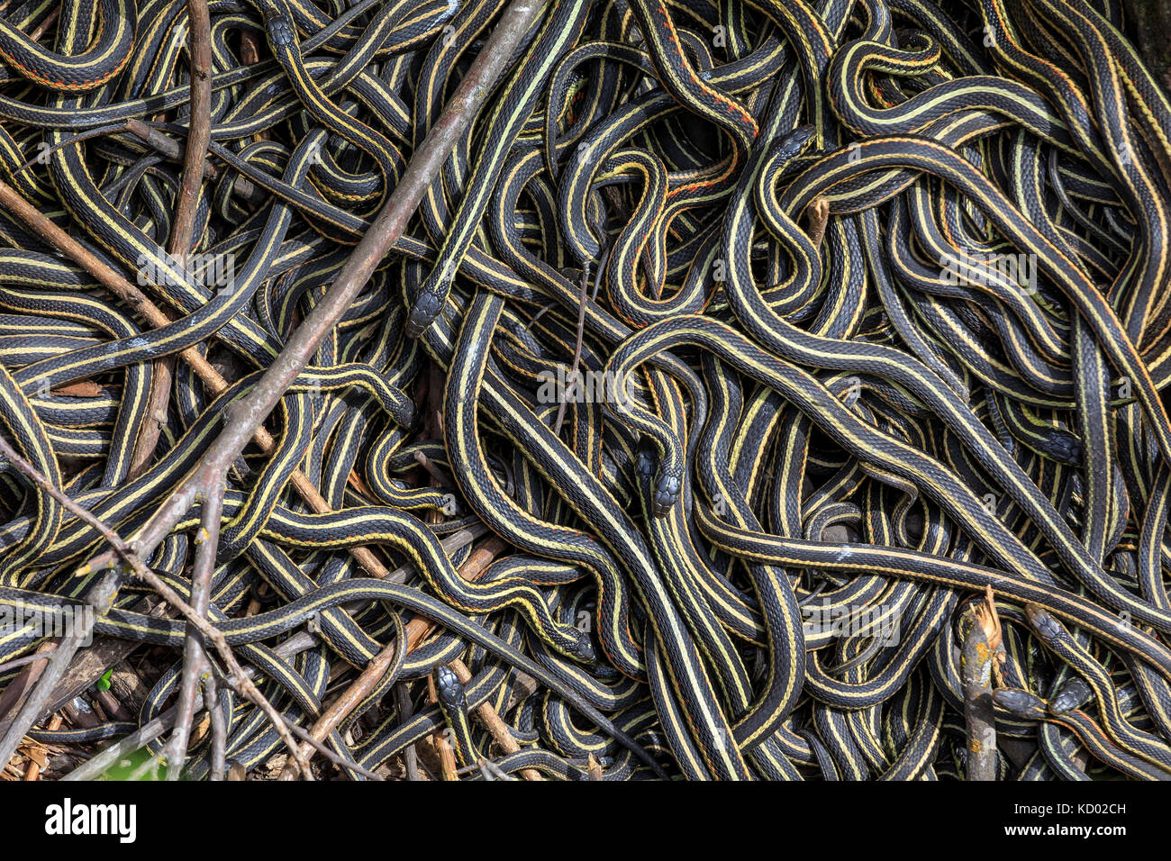 Snakes mating hi-res stock photography and images - Alamy