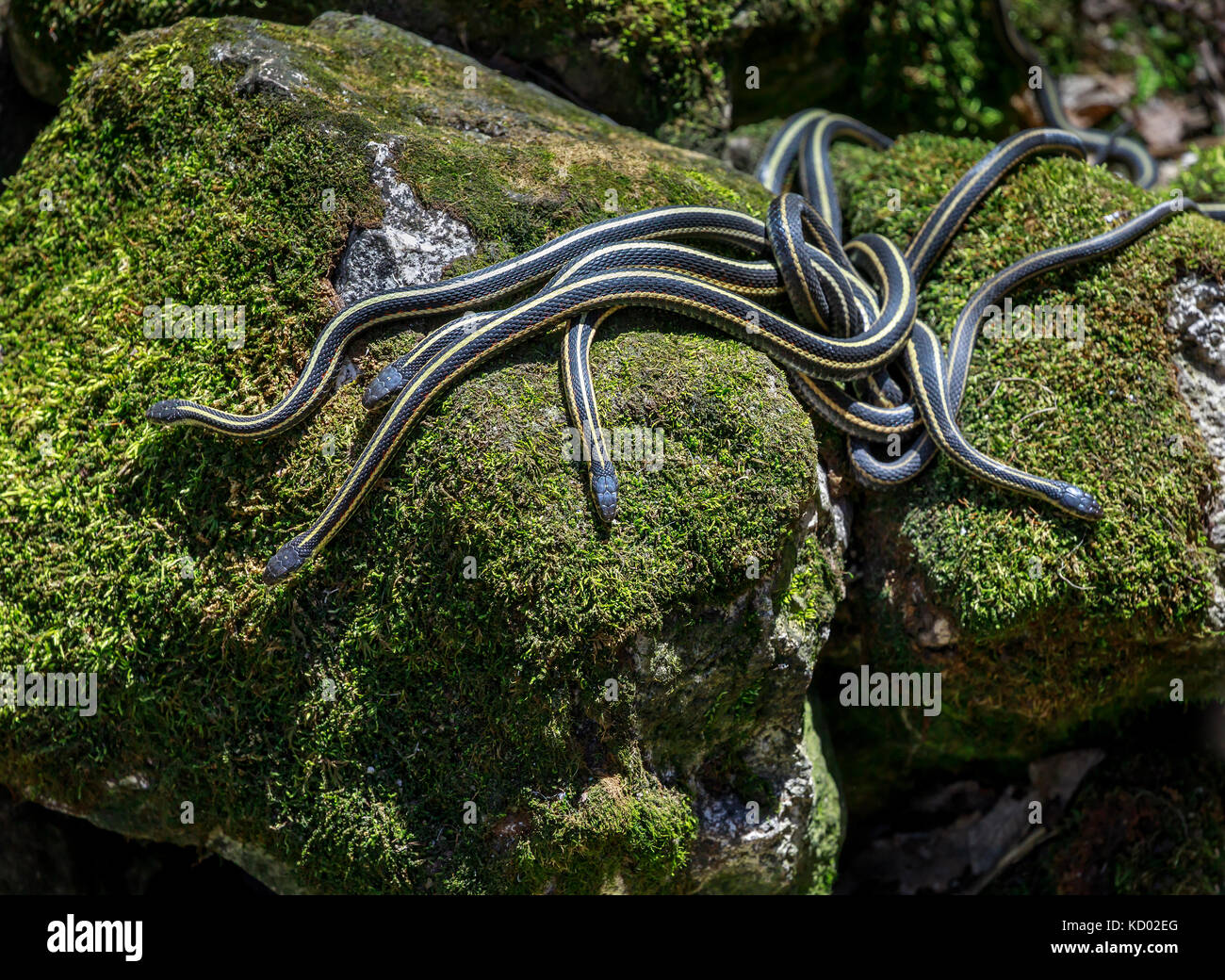 Red-sided Garter snakes emerging from wintering den during annual ...