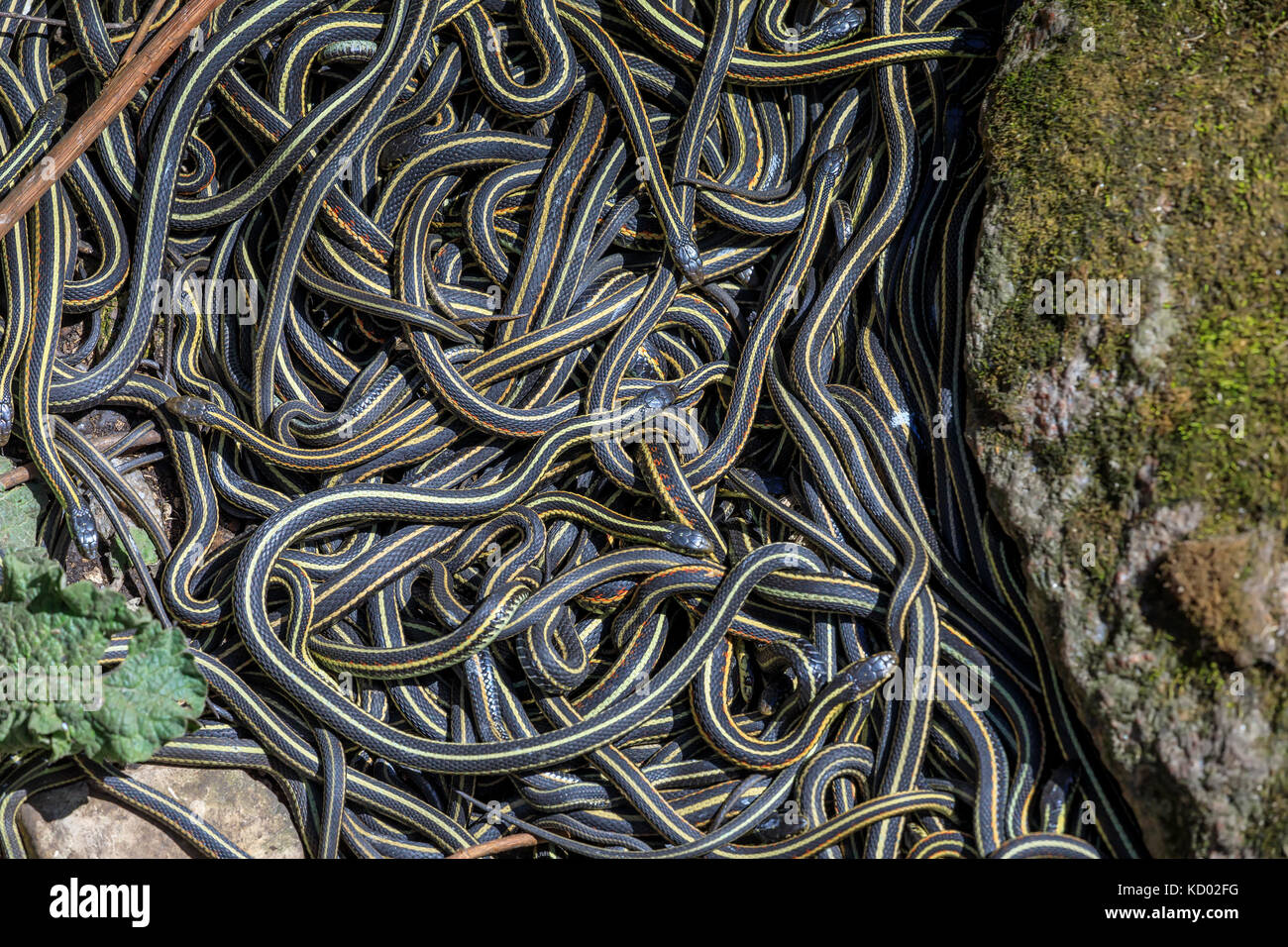 Red-sided Garter Snakes (Thamnophis sirtalis parietalis) gathered in ...