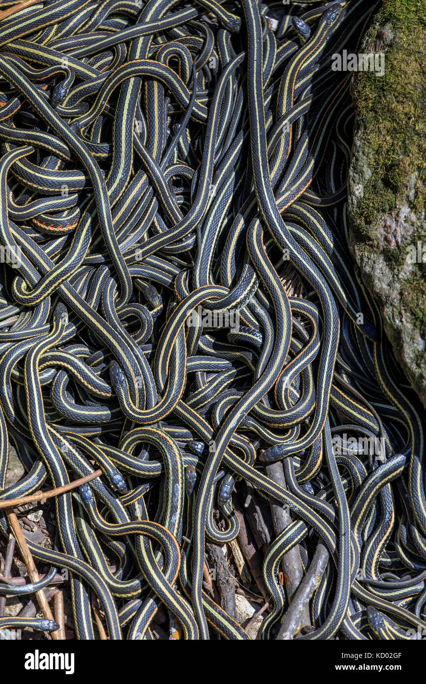 Red Sided Garter Snake Mating Ball