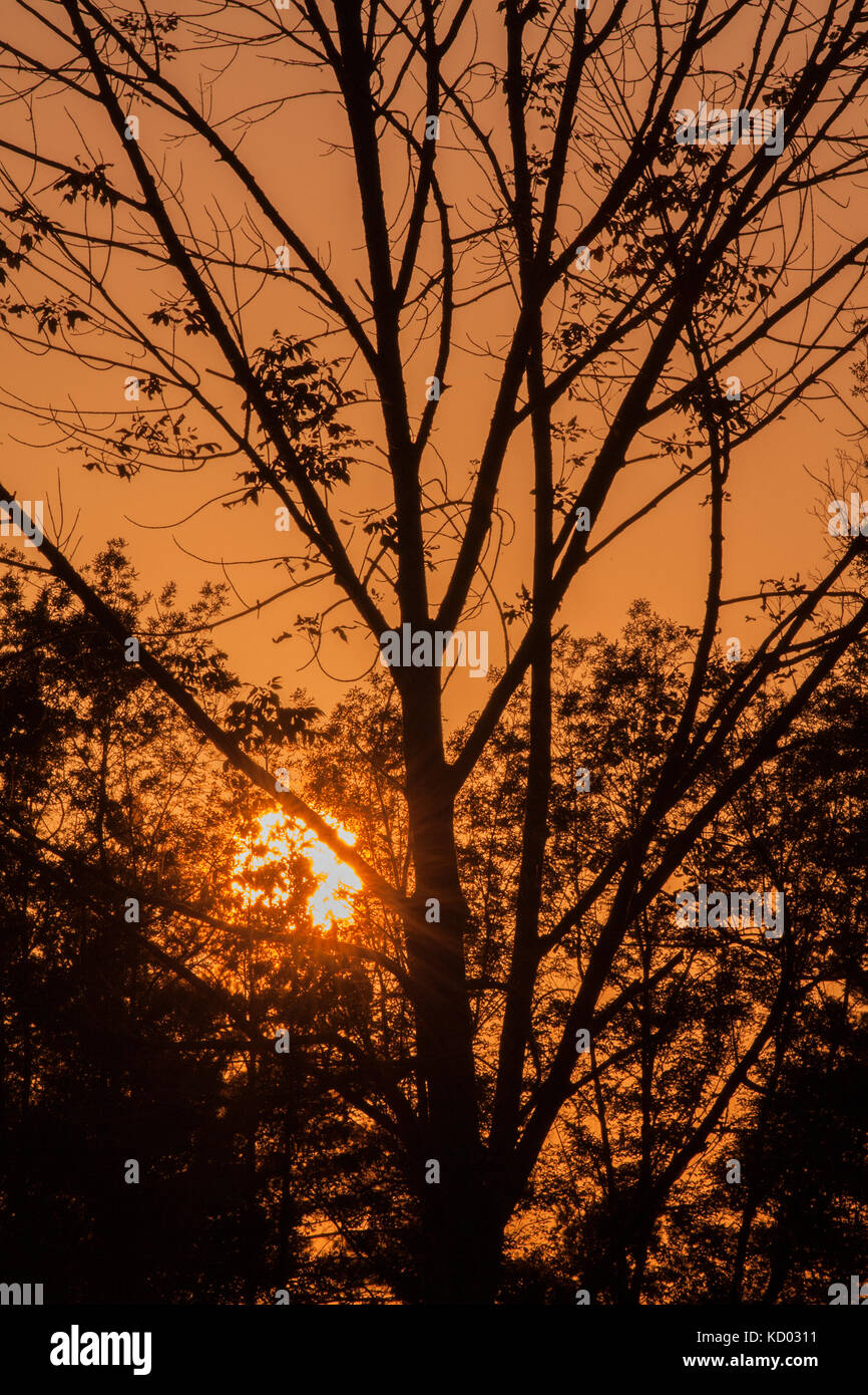 Sunset and silhouetted trees Stock Photo - Alamy