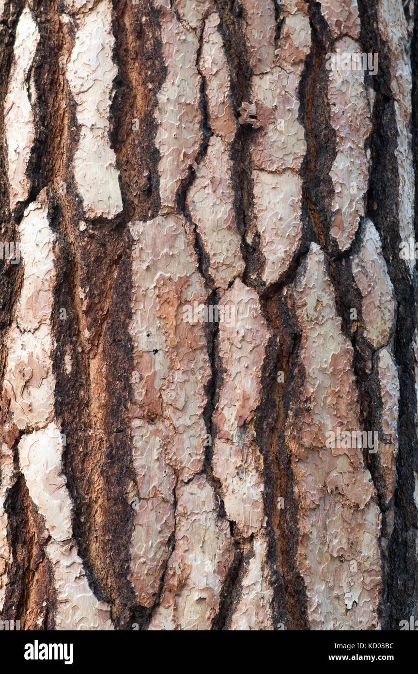 Redwood tree bark Stock Photo - Alamy