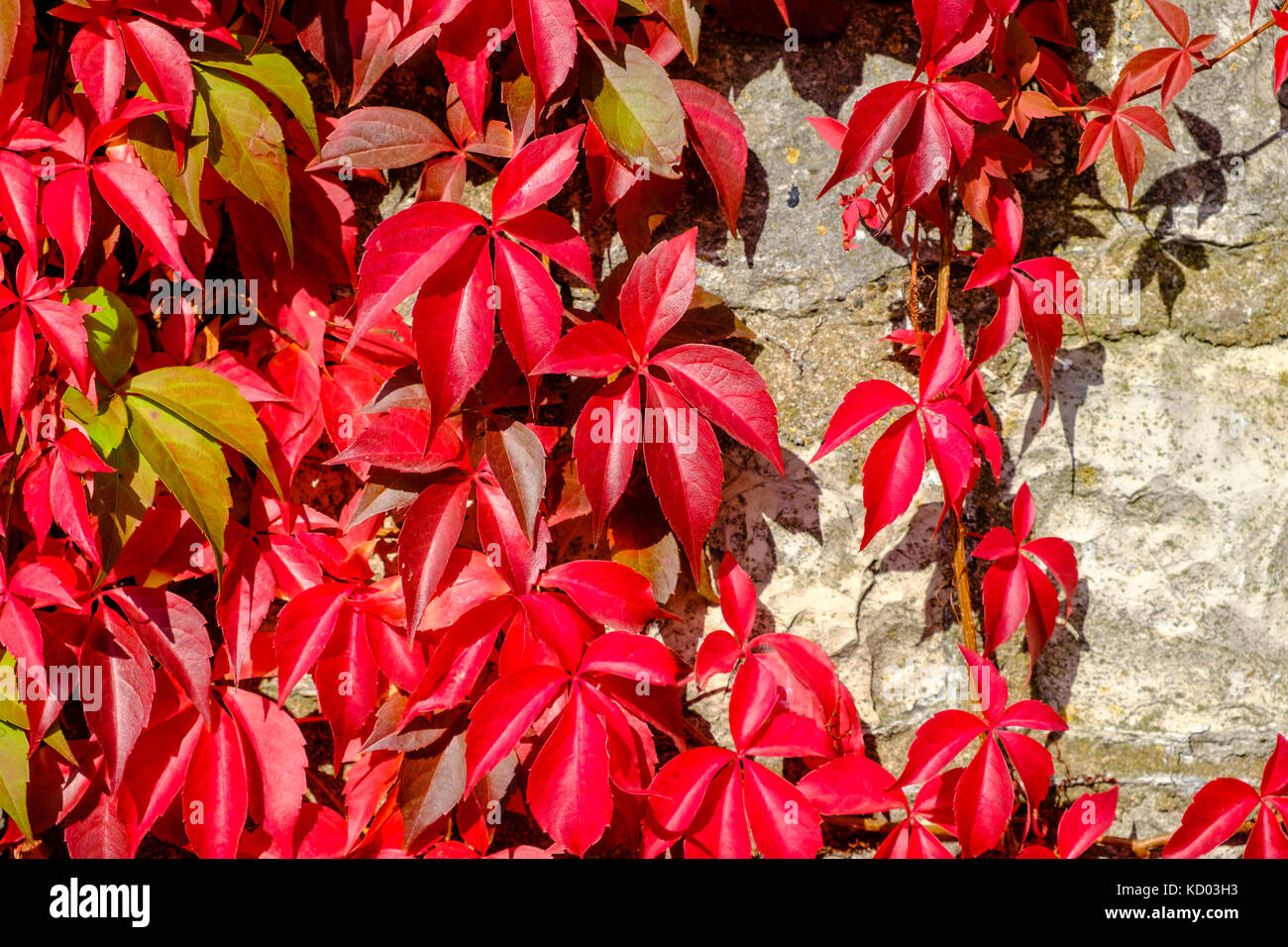 Creeper plant with red leaves hi-res stock photography and images - Alamy