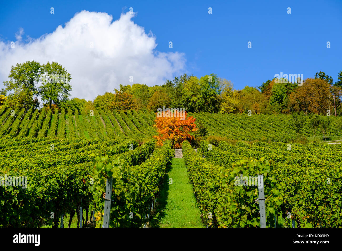 Vine plants in rows and an orange colored tree in a vineyard in autumn ...
