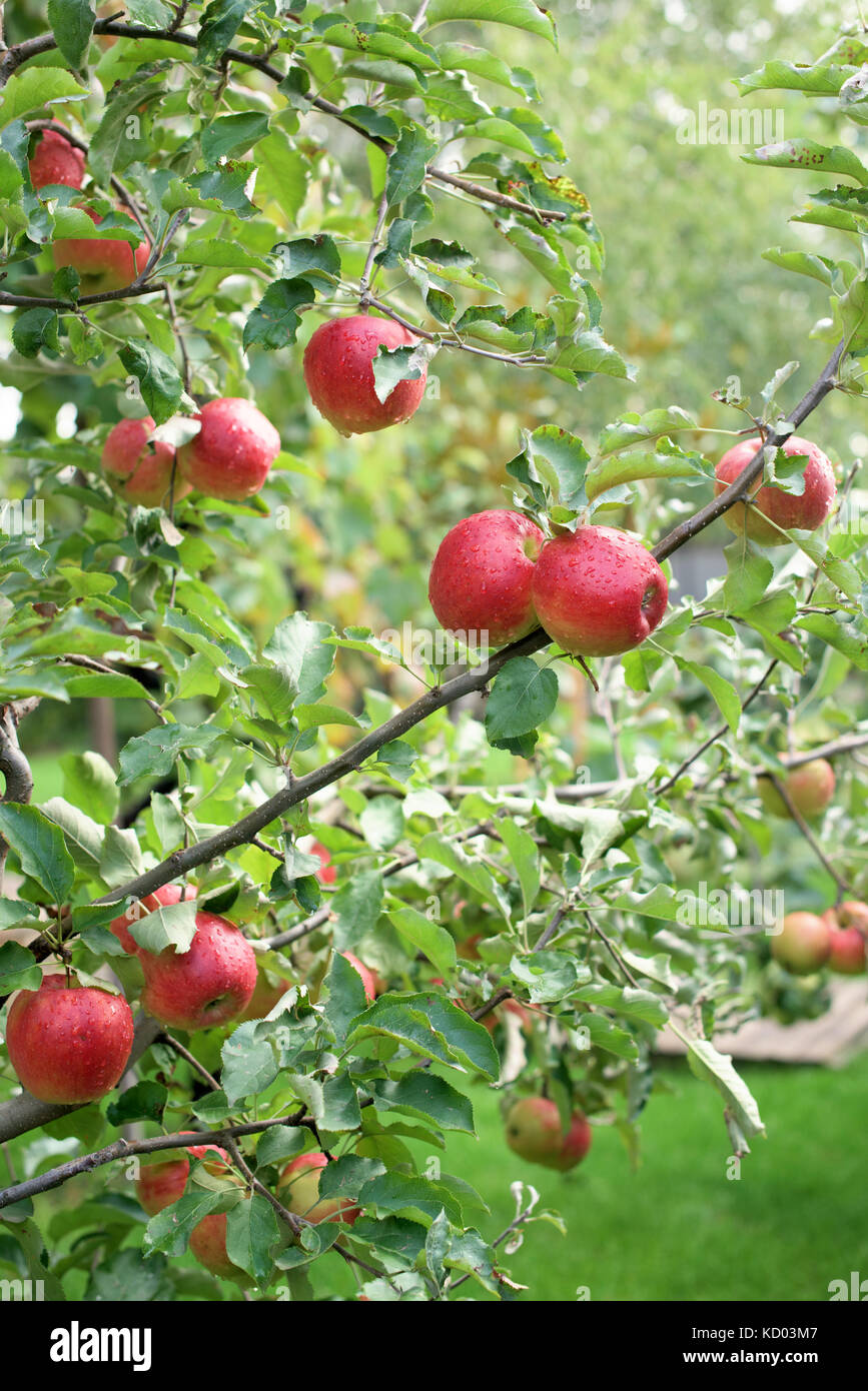 Red apples fall water on hi-res stock photography and images - Alamy