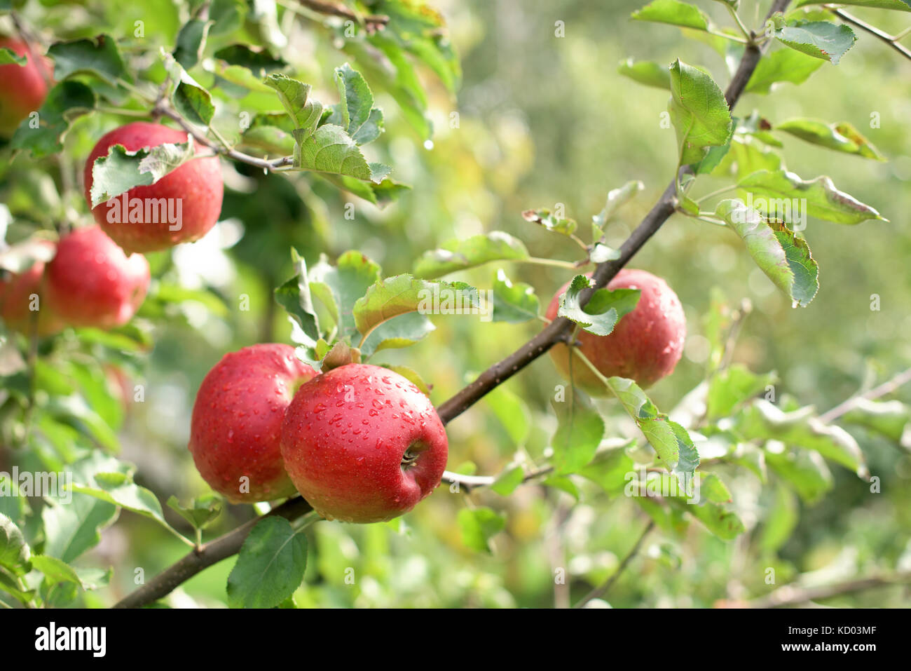 Red apples tree hi-res stock photography and images - Alamy