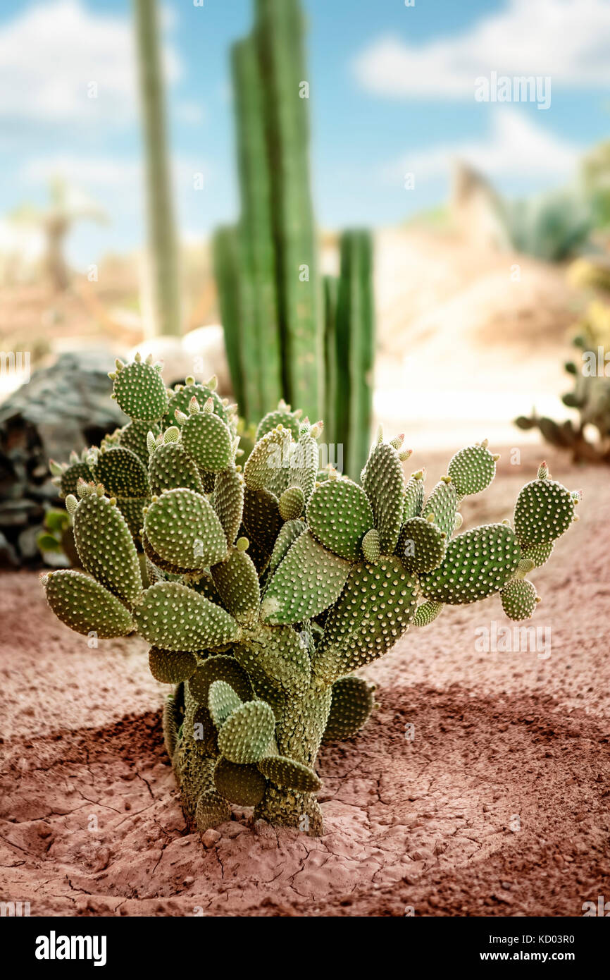 Exotic huge cactus in Oasis Africa desert, bright sunny day Stock Photo ...