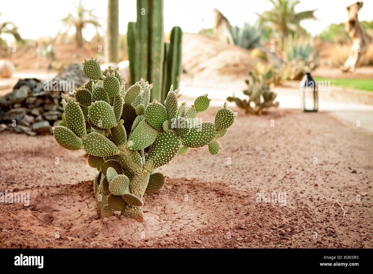 cactus in desert sand Stock Photo - Alamy