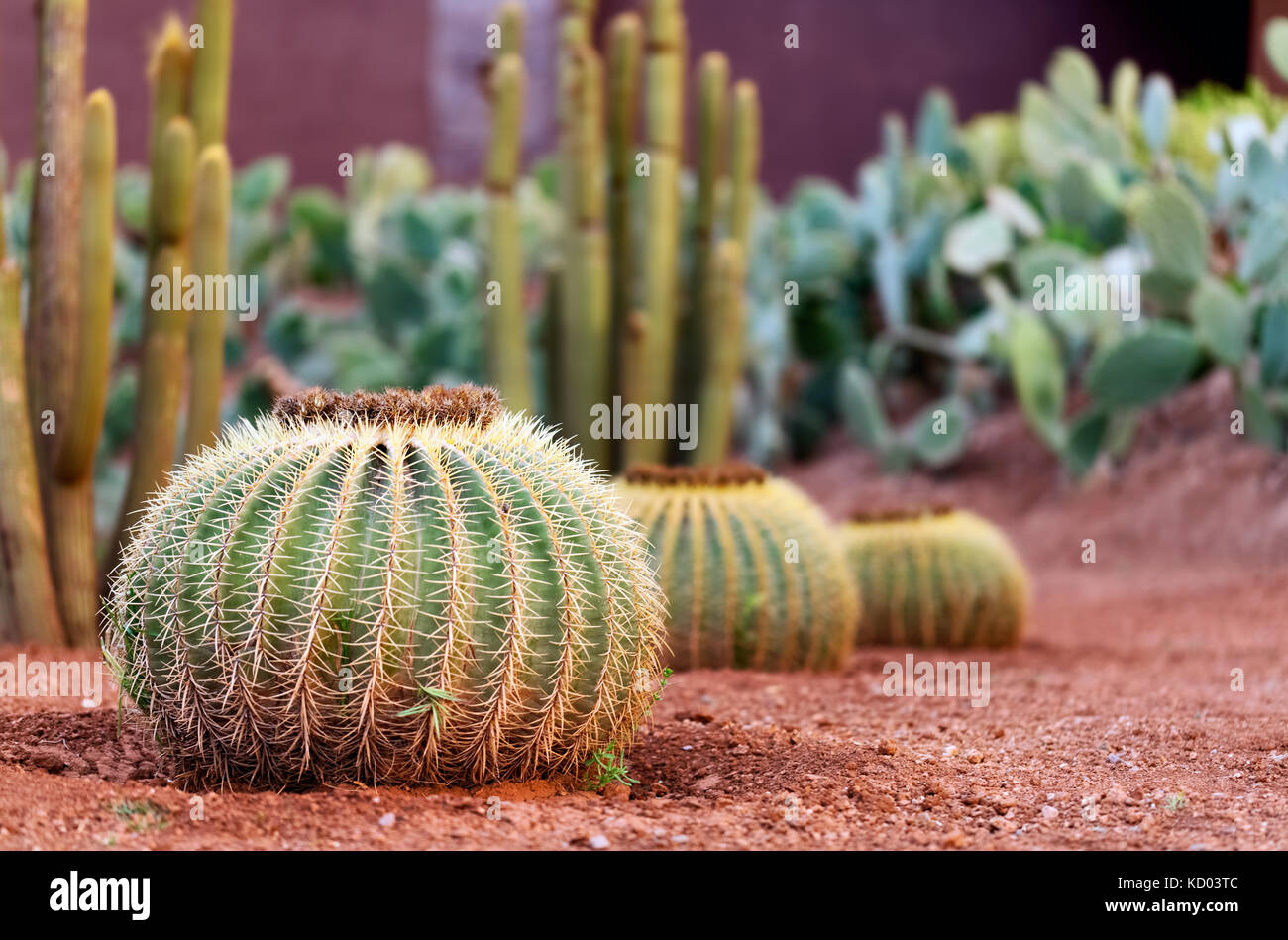 Cactus Garden with a multitude of different cactus plants Stock Photo ...