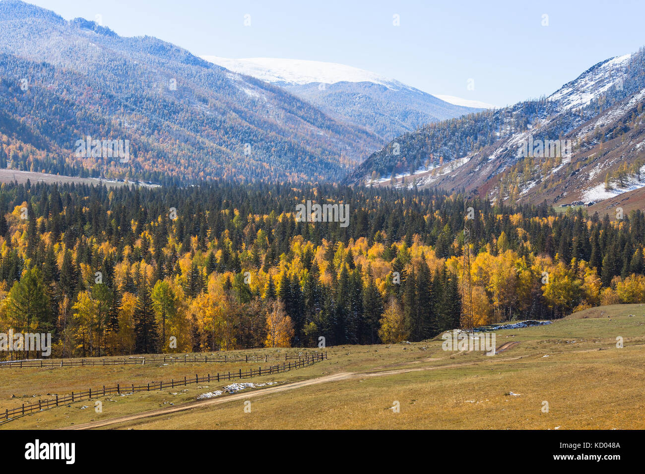 Autumn forest in the Gorny Altay, Russia Stock Photo - Alamy