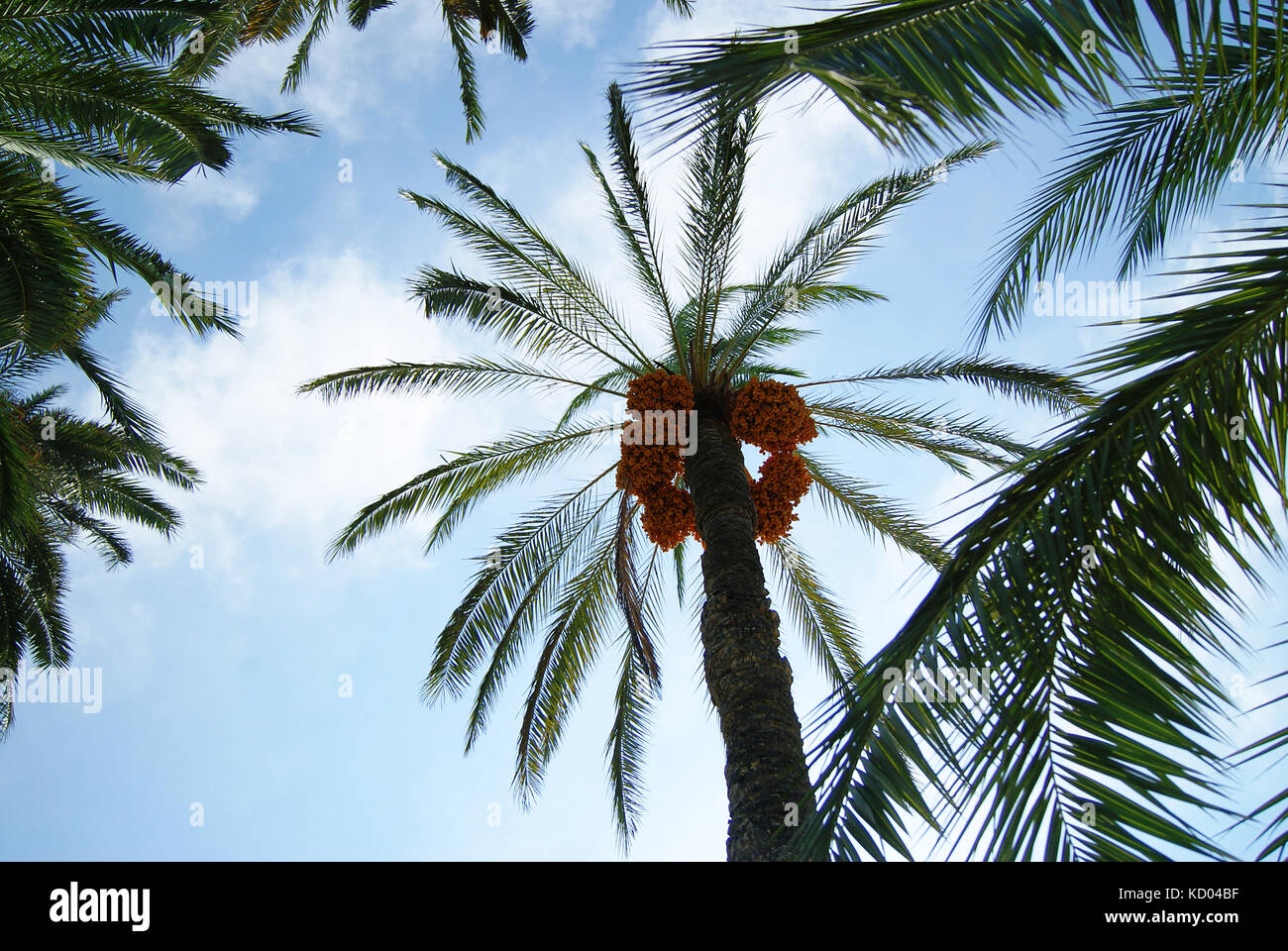 Top date palm tree phoenix hi-res stock photography and images - Alamy