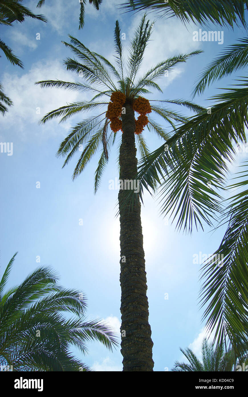 Top date palm tree phoenix hi-res stock photography and images - Alamy