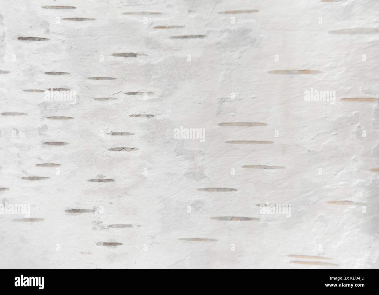 White birch tree texture Stock Photo - Alamy