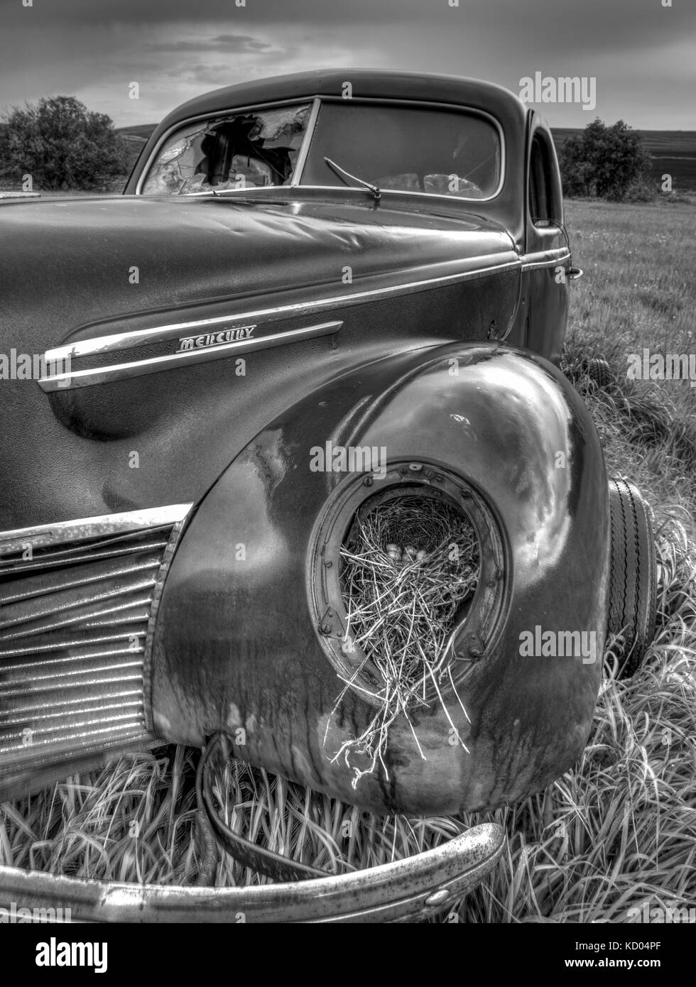 Eggs in 40s Mercury headlight Tolman Bridge, AB Stock Photo - Alamy