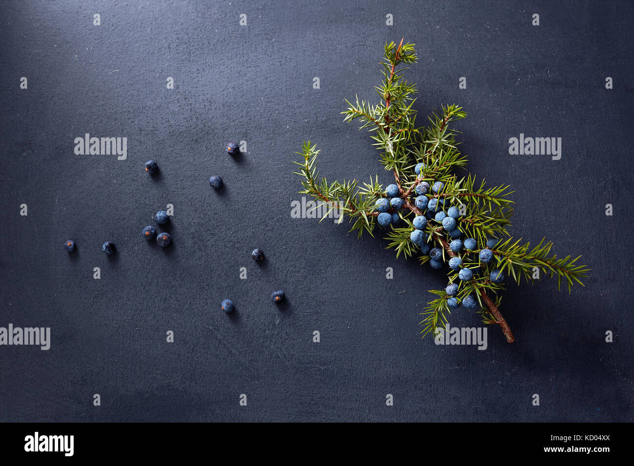 Juniper branch with fresh berries Stock Photo - Alamy