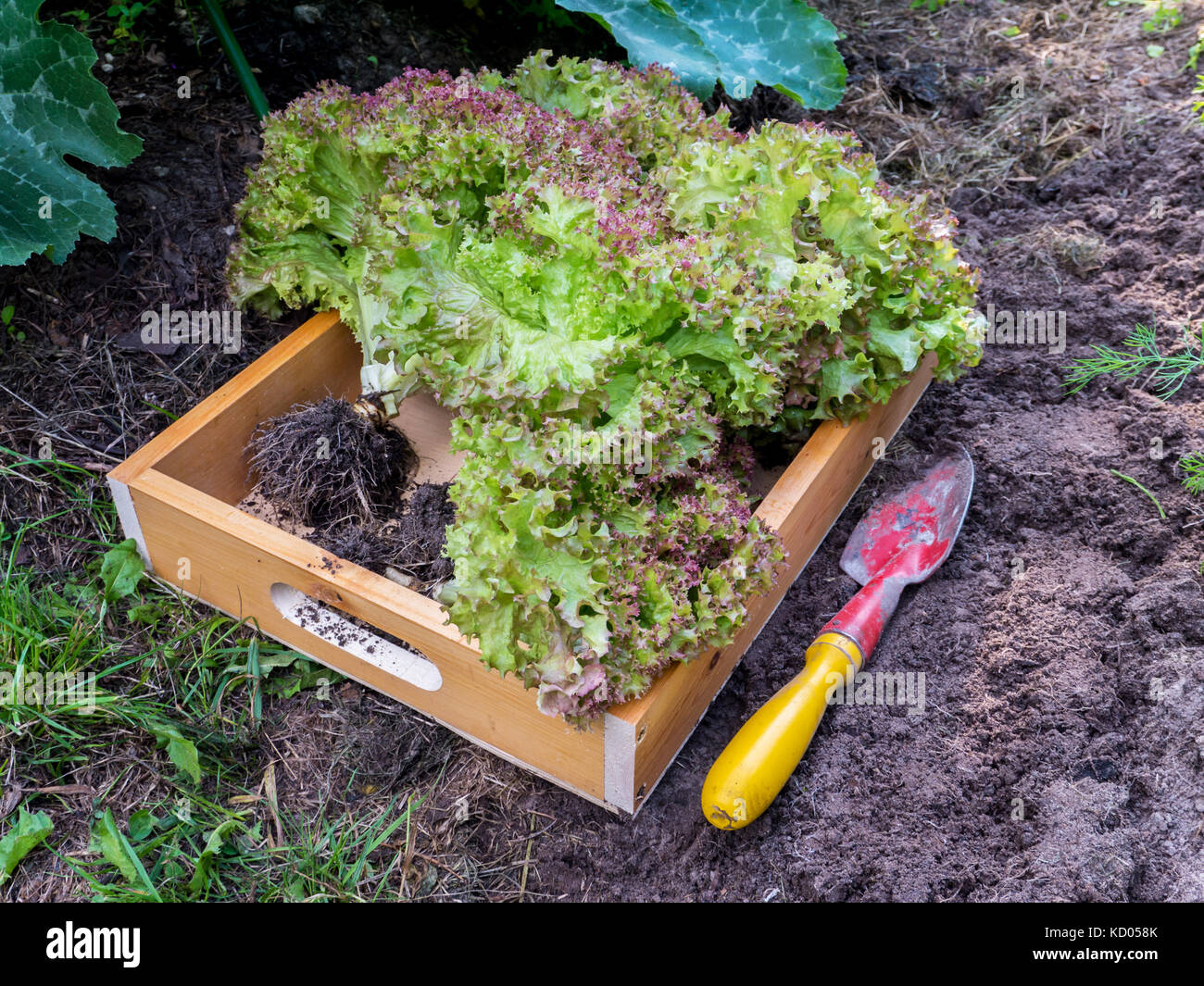 Lollo Rosso coral lettuce salad heads in the wooden box. Green ...
