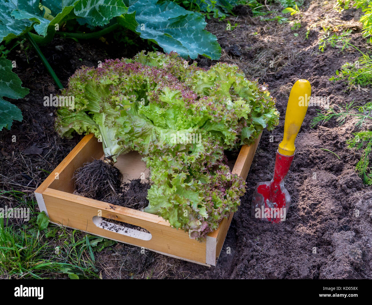 Purple coral lettuce salad heads with roots in the wooden box. Lollo ...