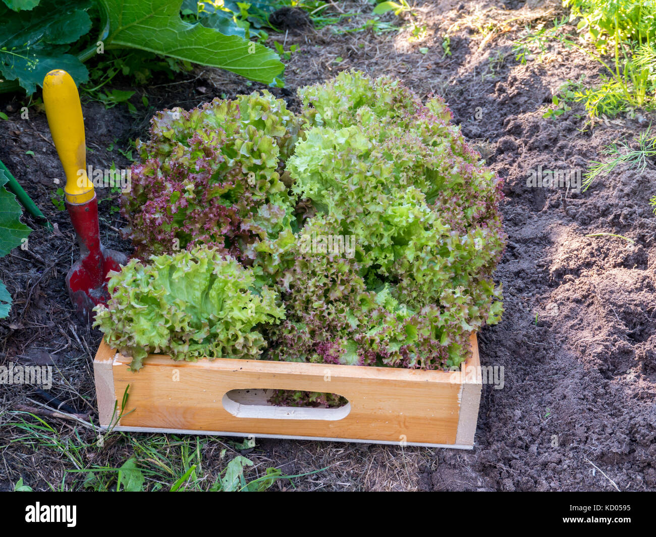 Harvesting Lollo rosso lettuce salad in the organic sunny vegetable ...