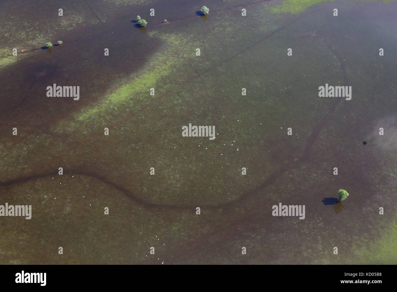 Aerial view of the floodplain on the Odra River with the forest and ...
