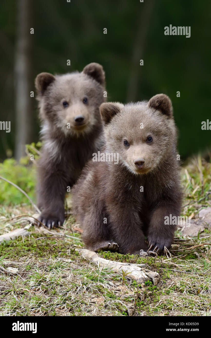 Brown bear cub finland hi-res stock photography and images - Alamy