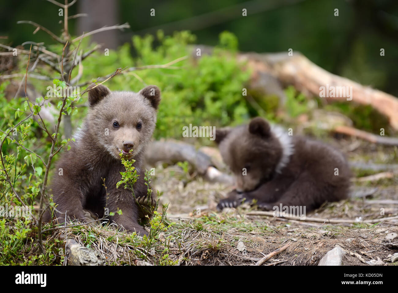 Wild brown bear cub close-up Stock Photo - Alamy