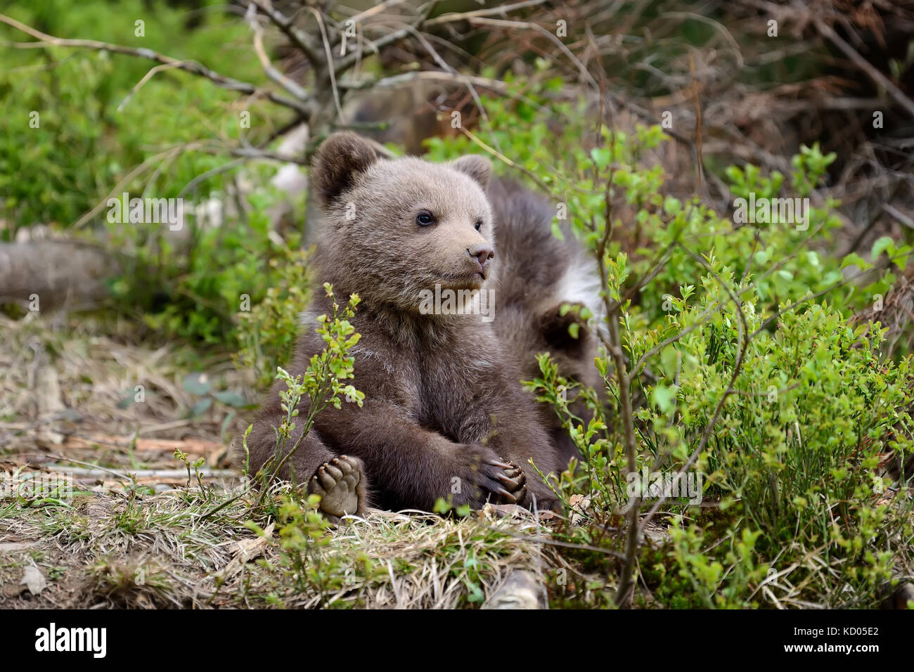 Young brown bear in the forest. Portrait of brown bear. Animal in the ...