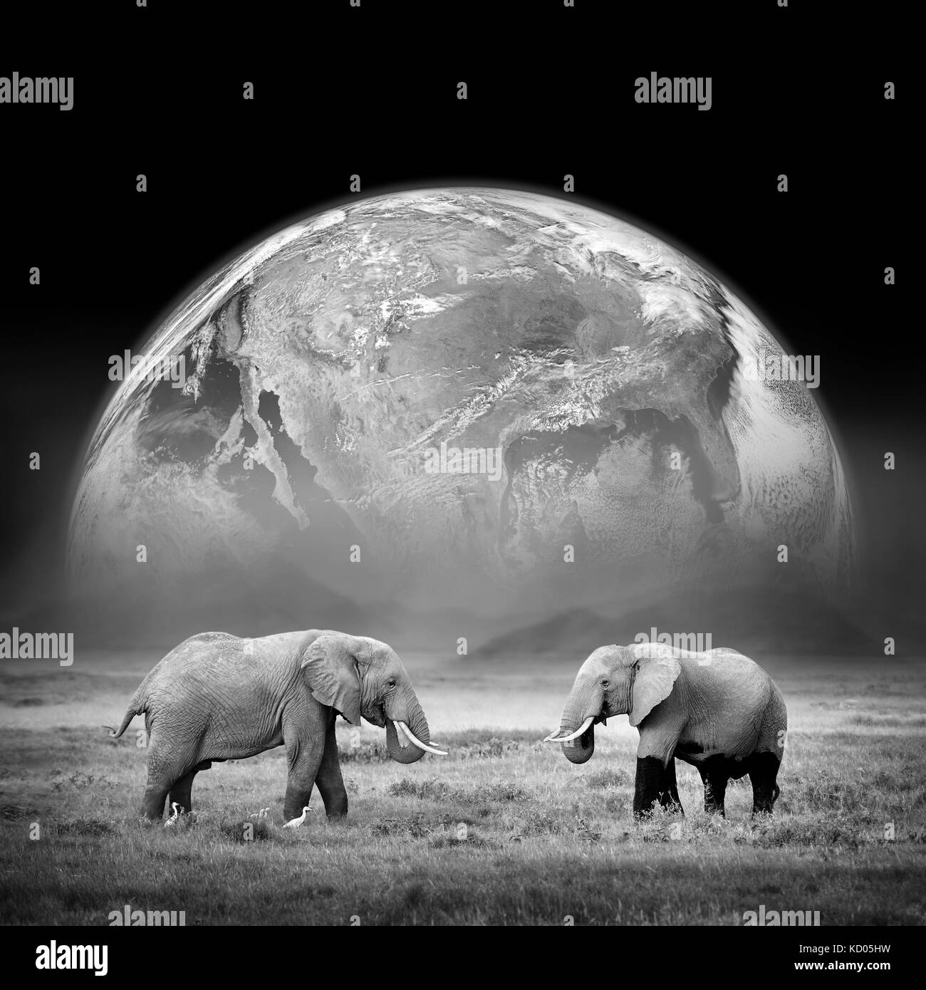 Elephants on the background of the Earth. Elements of this image ...