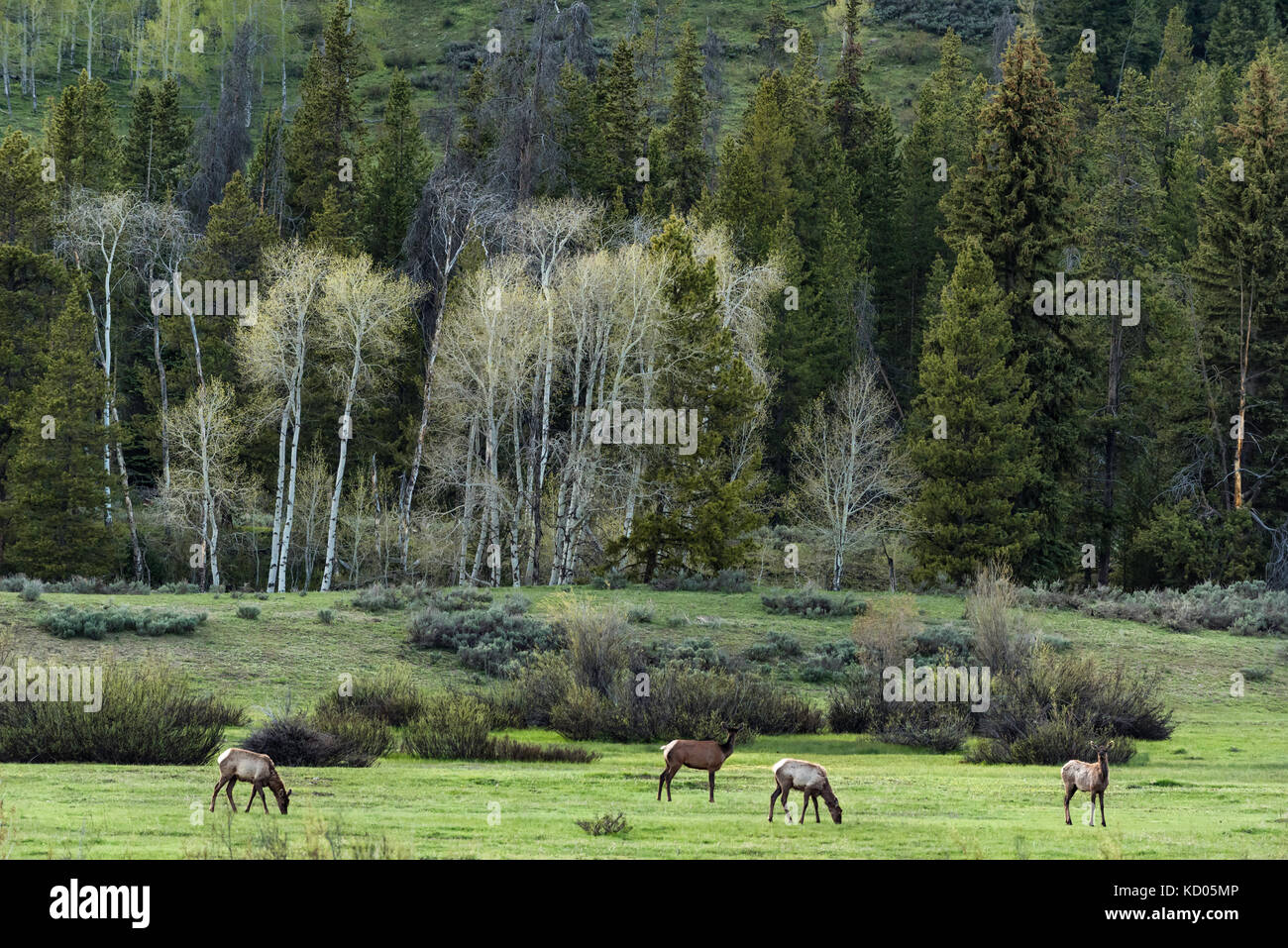 Elk, (Cervus canadensis), Grand Tetons National Park, Wyoming, USA ...