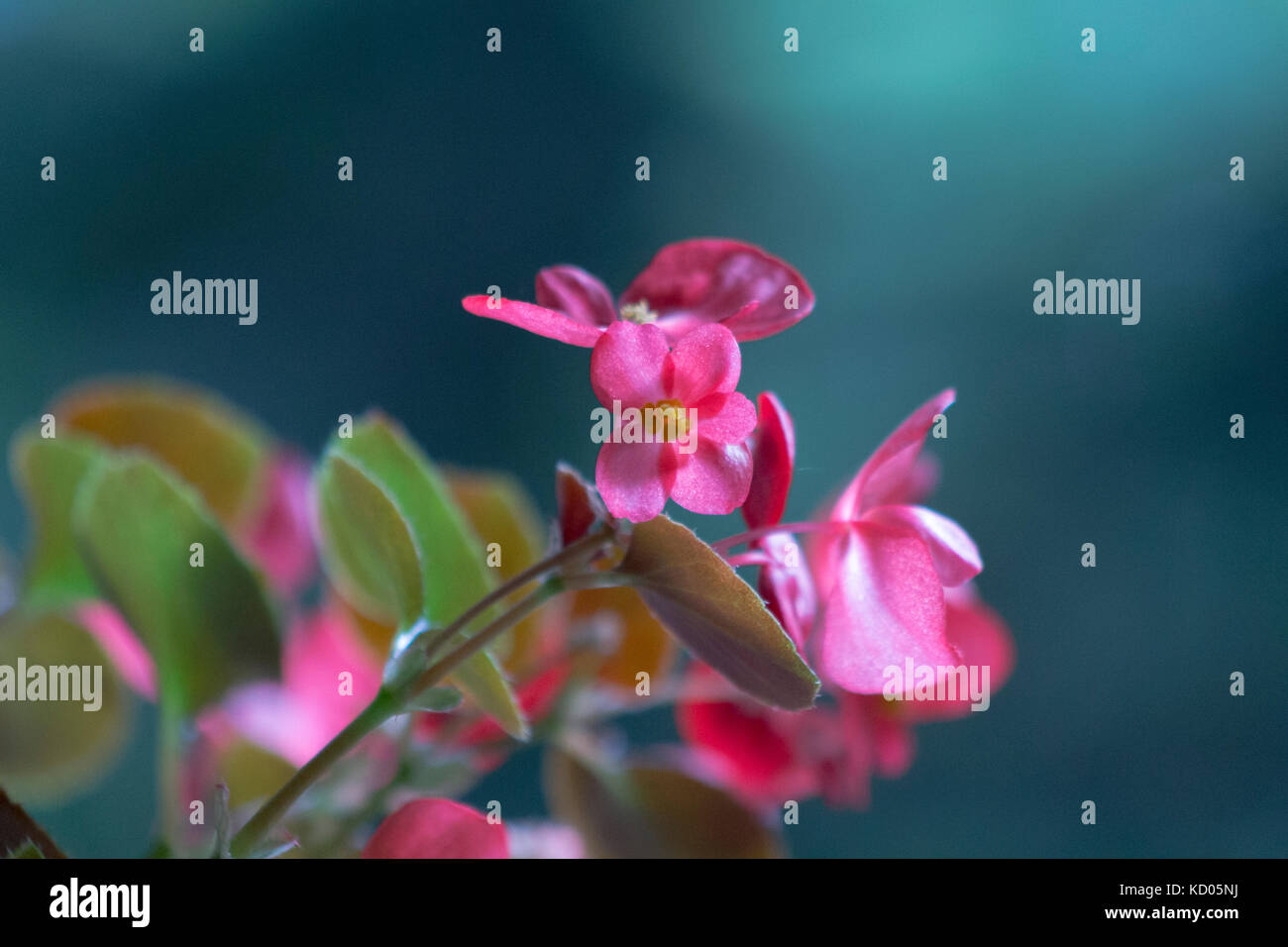 Fibrous begonia High Resolution Stock Photography and Images - Alamy