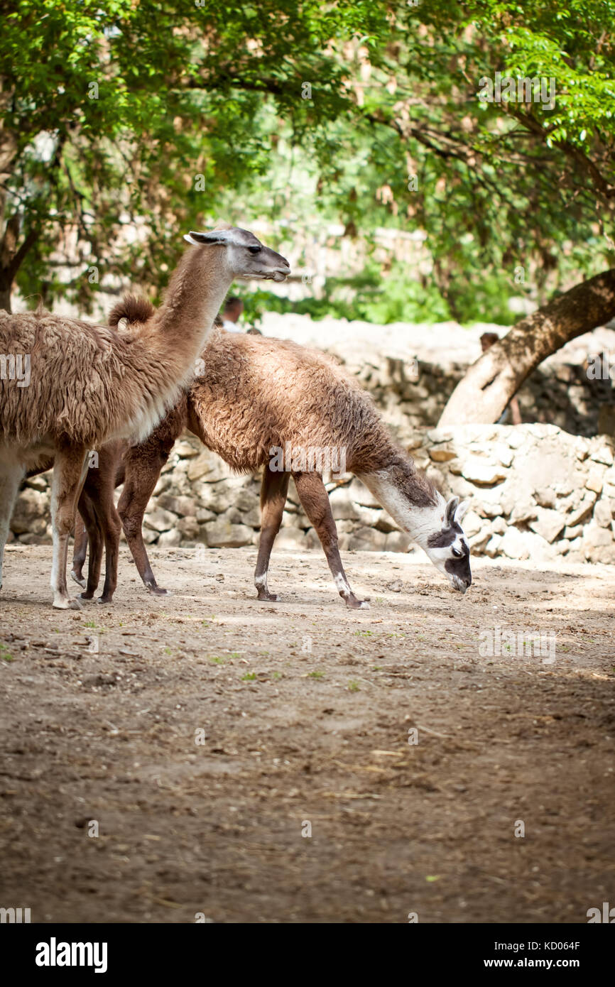 Llama pair eating Stock Photo - Alamy