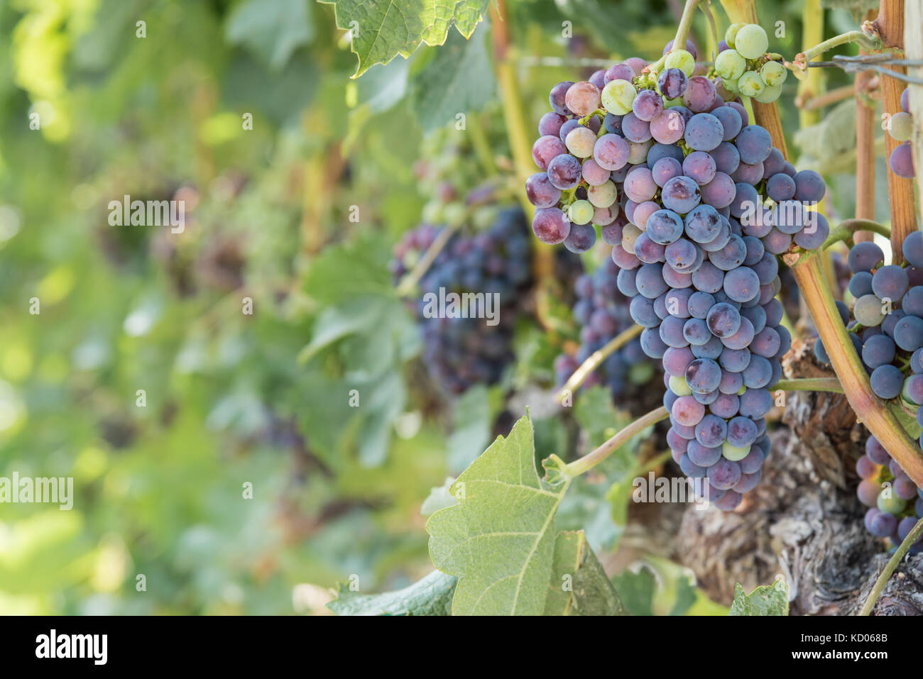 Cluster of purple grapes on vine in vineyard Stock Photo - Alamy