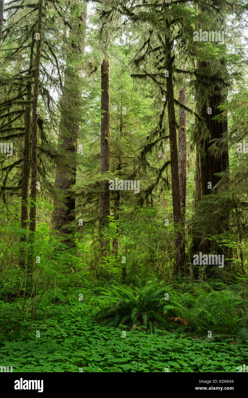 Carmanah Walbran Provincial Park, Vancouver Island, BC Canada Stock ...