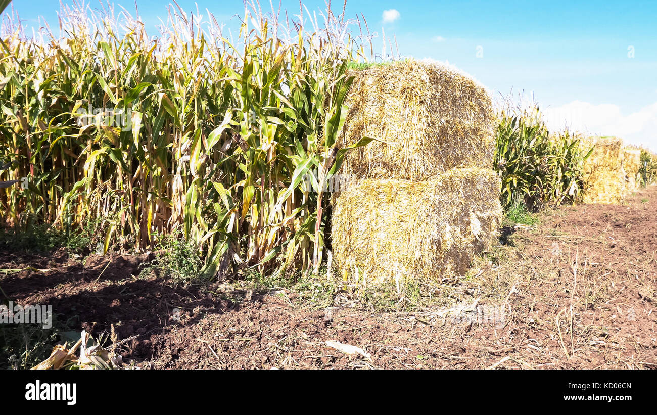 Corn maze at the pumpkin patch Stock Photo - Alamy