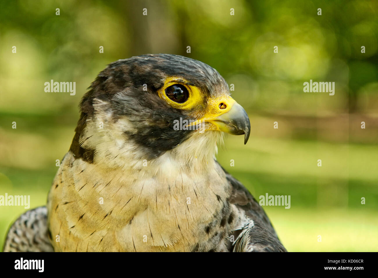 Peregrine falcon (Falco peregrinus) with blurred green background Stock ...