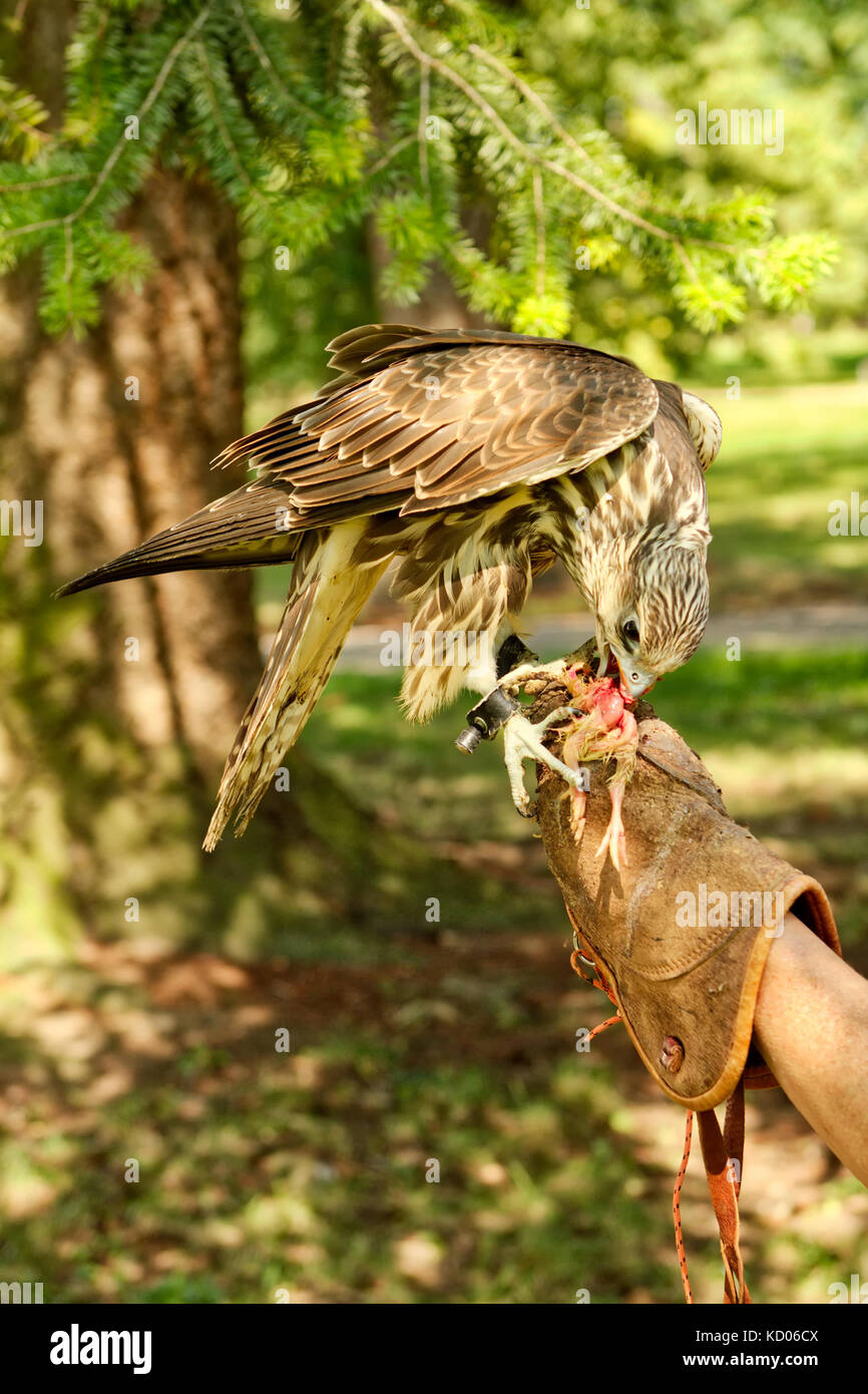 Feeding the predatory bird of prey little chicken Stock Photo - Alamy