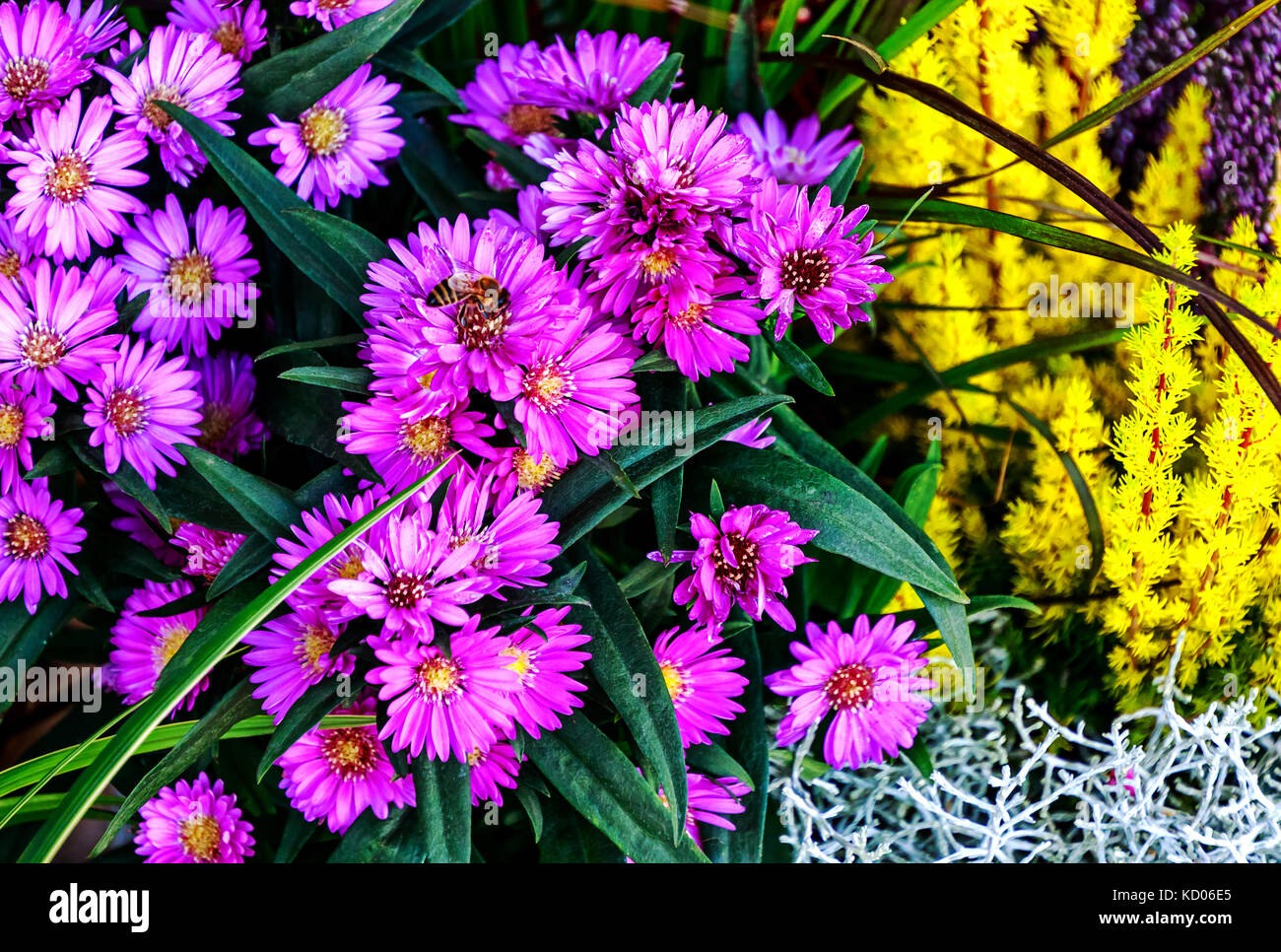Golden starlet hi-res stock photography and images - Alamy