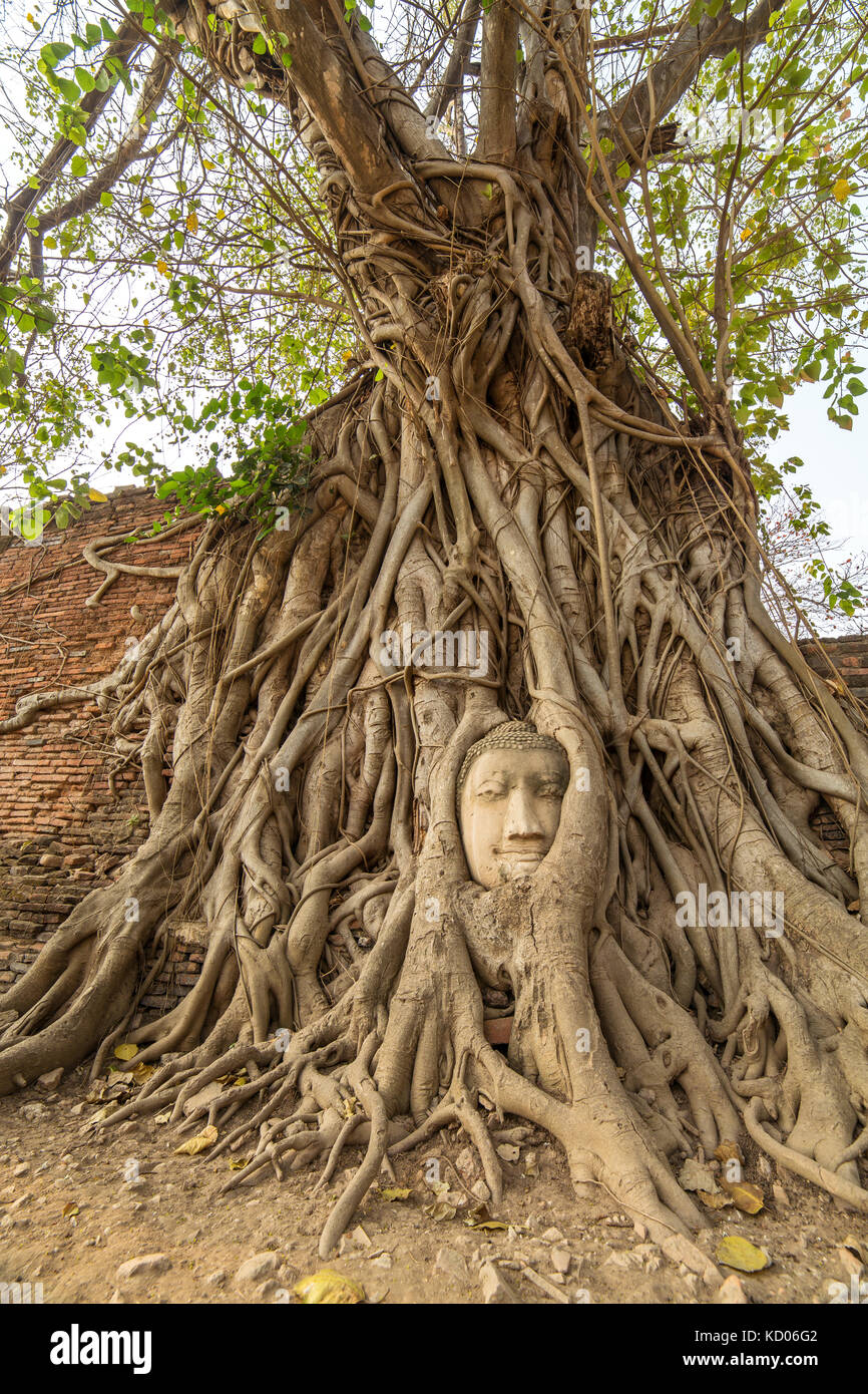 Buddha Head in Tree Roots in Wat Mahathat , Ayuthaya , Thailand Stock ...