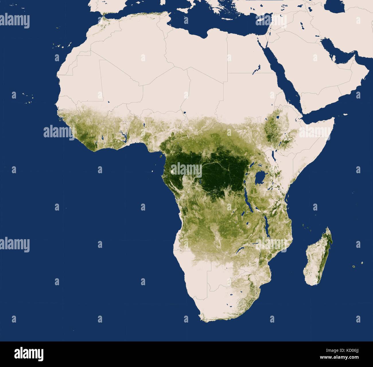 In Rwanda’s Nyungwe Forest National Park, the trees grow tall. Old ...