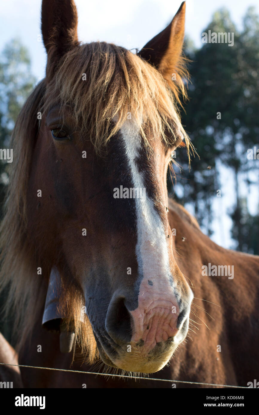 Mare portrait hi-res stock photography and images - Alamy