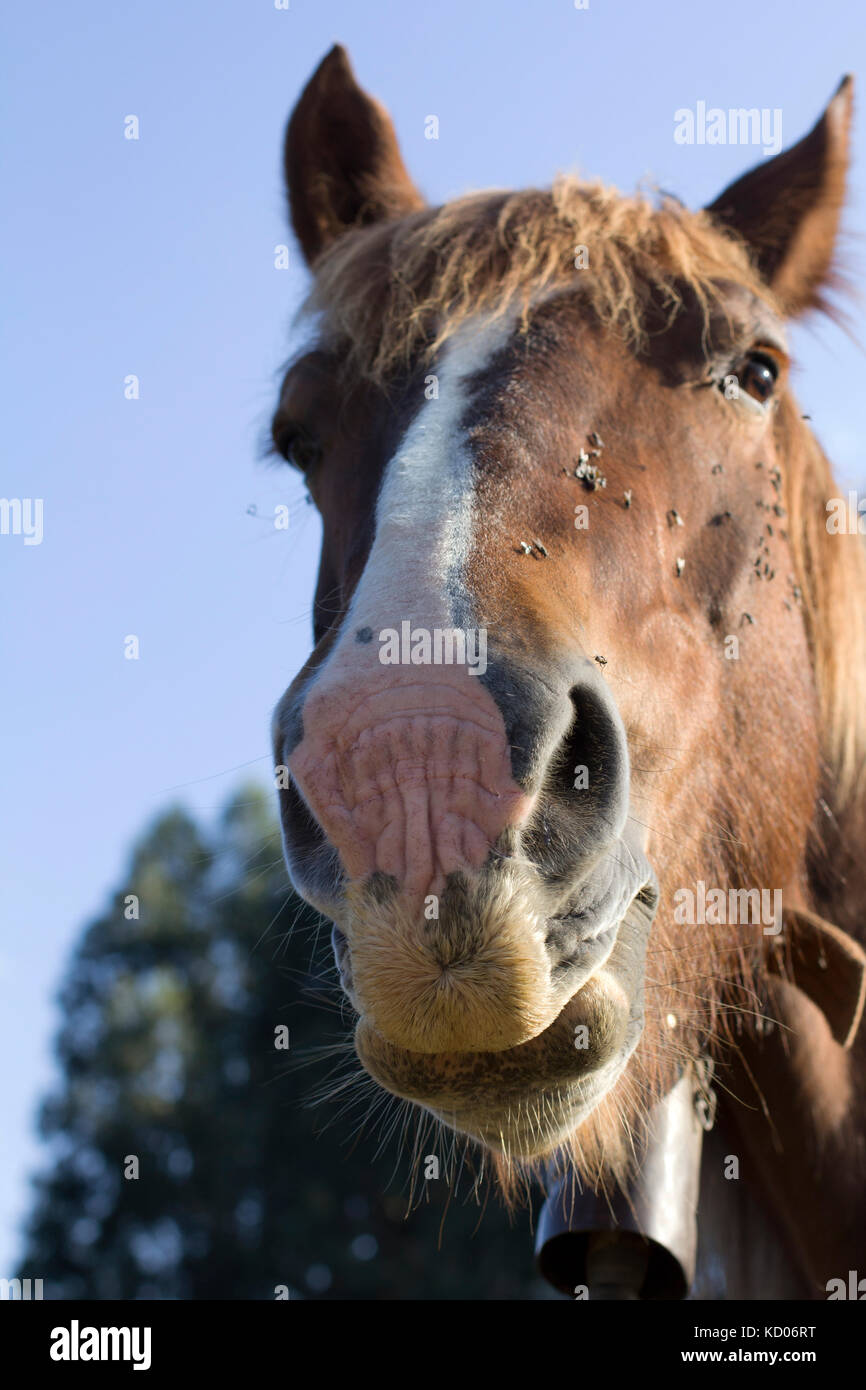 Portrait of mare hi-res stock photography and images - Alamy