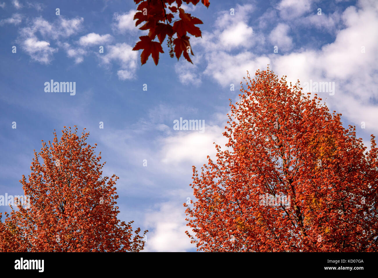 Red and orange autumn trees Stock Photo - Alamy
