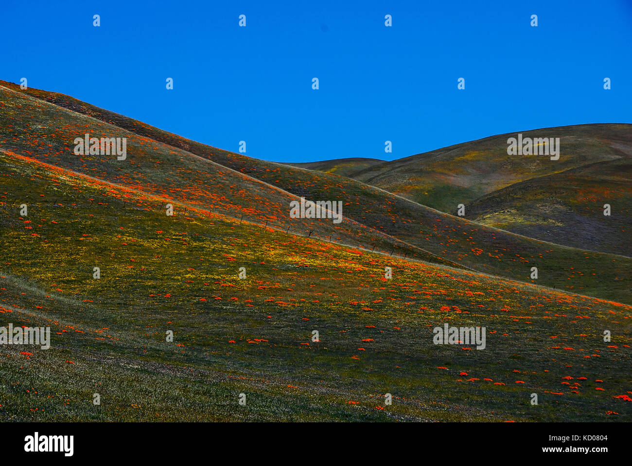 Spring Flower Hill Stock Photo - Alamy